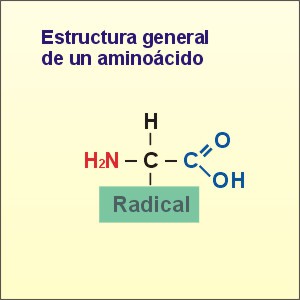 ESTRUCTURA GENERAL DE UN AMINOACIDO.jpg :: BIOLOGÍA